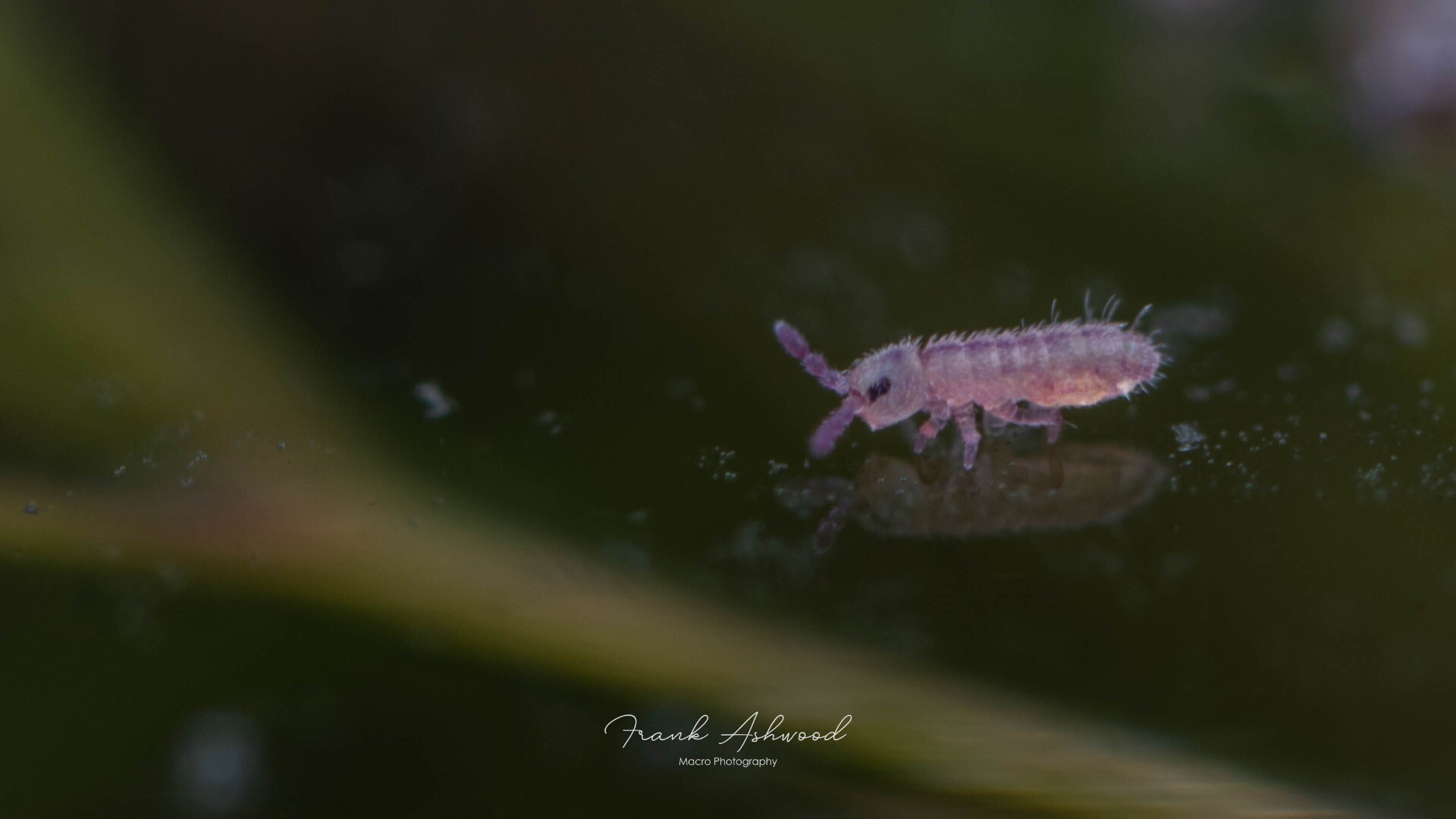 Romy Zeiss (@romyzeiss@ecoevo.social) - ecoevo.social