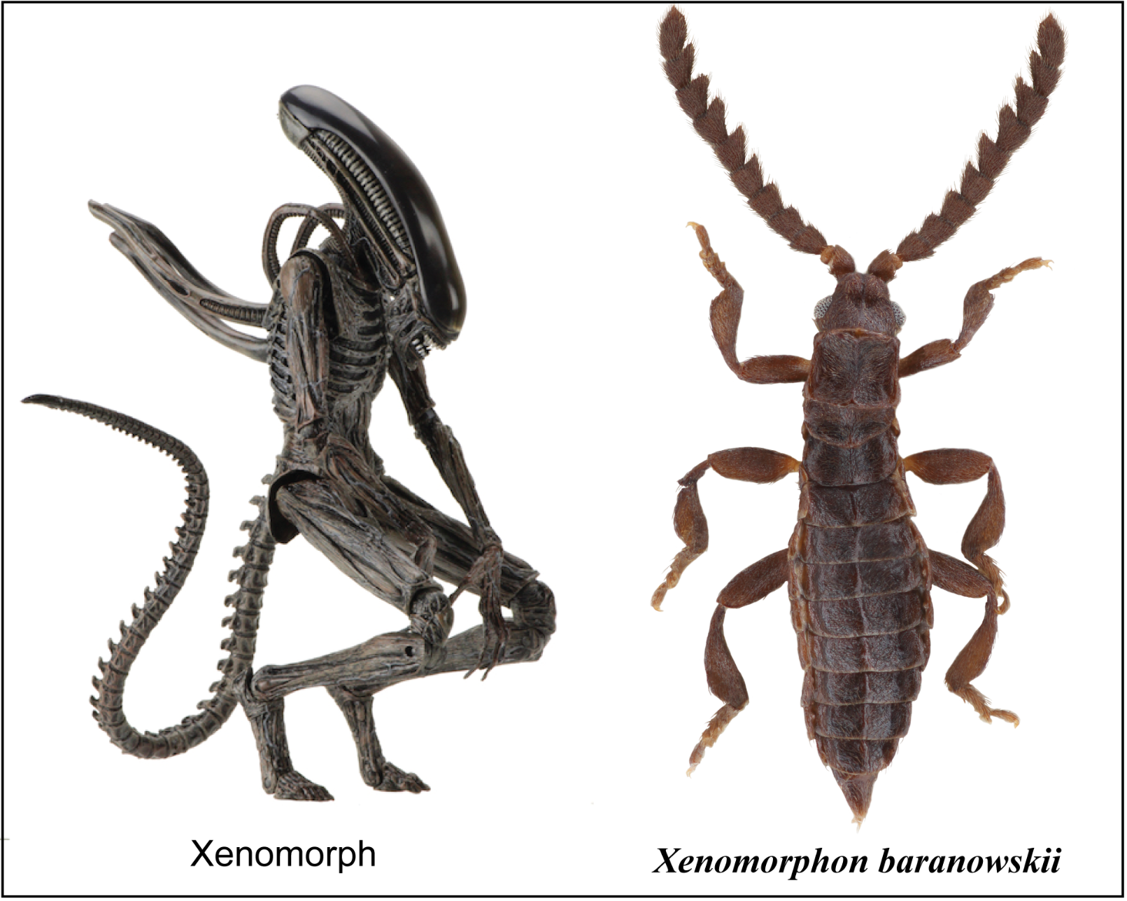 Entomological Soc. of America (@entsocamerica@arthropod.social) - Mastodon