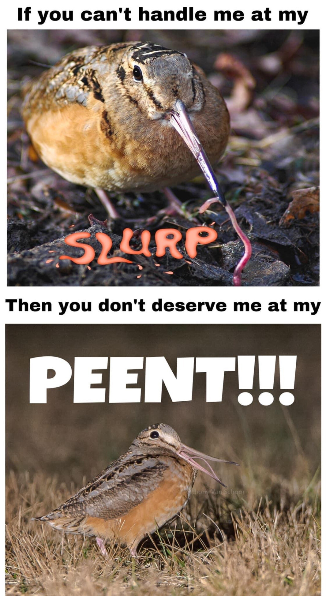 Elizabeth Sudduth (@hydropsyche@ecoevo.social) - ecoevo.social